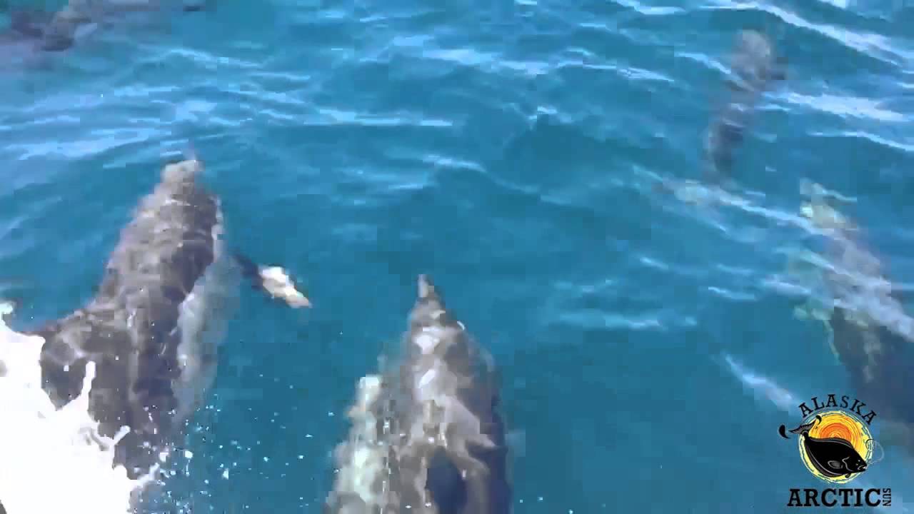 Dolphins Alaska Artic Sun - YouTube