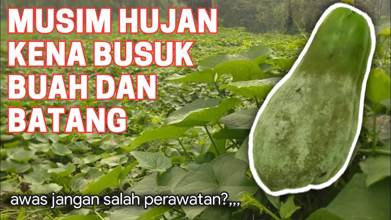 PERAWATAN LABU SIAM DI MUSIM HUJAN ATASI BUSUK BUAH & BATANG - YouTube