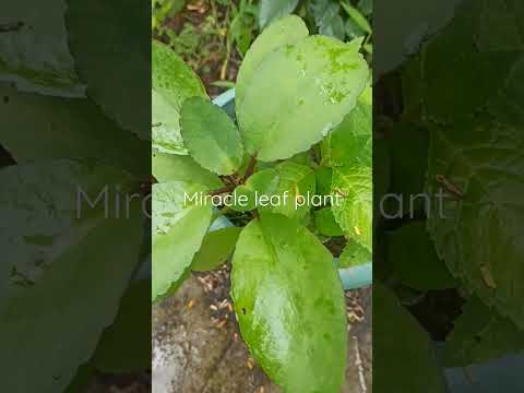 Life plant or miracle leaf||Dupor tenga in Assamese||Kalanchoe pinnata ...