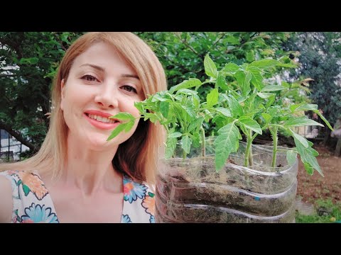 Plastik Şişede Fide Yetiştirme, 🍅 Domates tohumu nasıl ekilir / Biber Tohumu nasıl ekilir  #fide