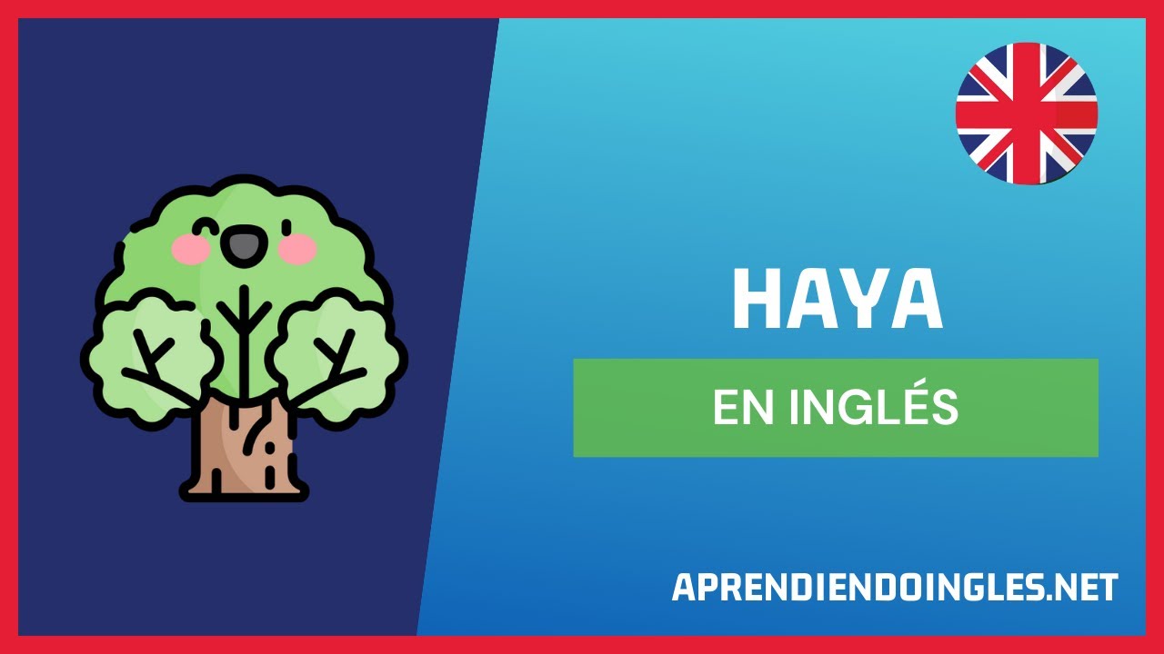 CÓMO se dice HAYA en INGLÉS 2023 🚀 APRENDE A ESCRIBIR BEECH ...
