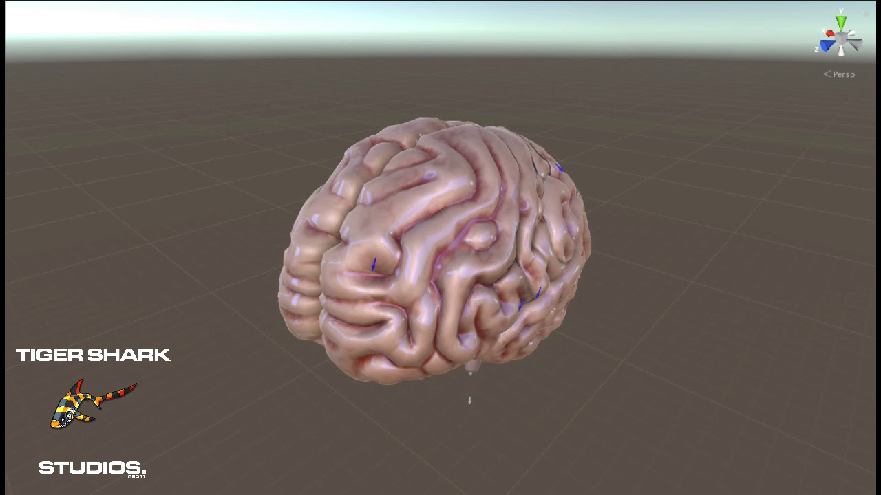 Human Brain Asset - YouTube