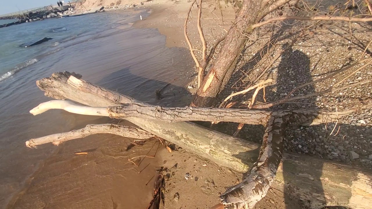 A NICE WALK ON THE BEACH GETS RUINED BY FINDING A DEAD DOG 9.15- 9-30 ...