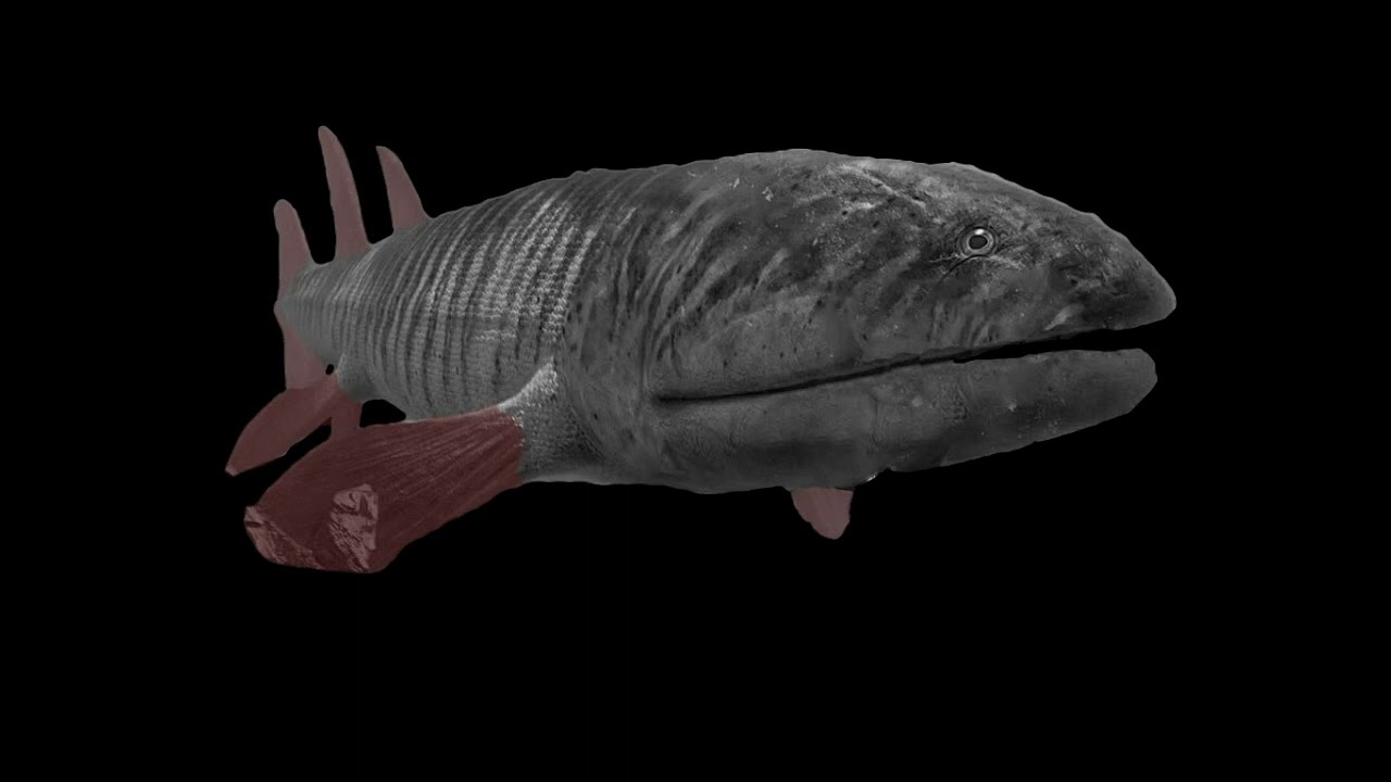 Hyneria From Walking With Monsters Life Before Dinosaurs - YouTube