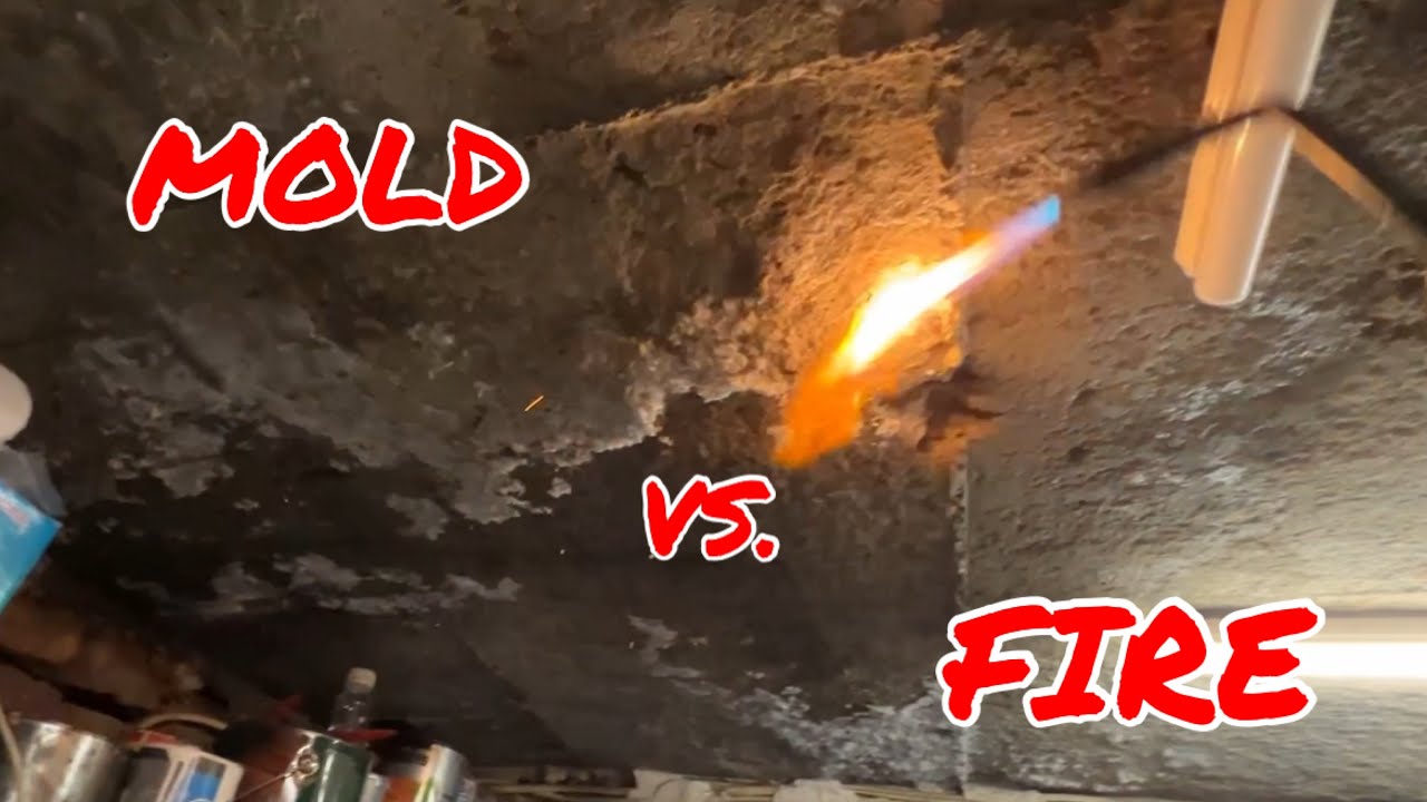 How to kill mold with FIRE ? Burn it all. - YouTube