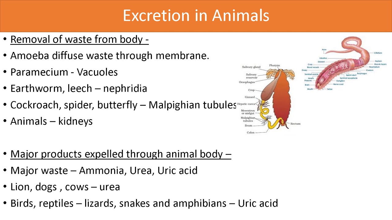 Class 7 Science Excretion And Transportation In Plants