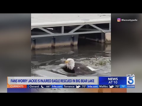 One half of Big Bear's famous bald eagle couple thought to be injured, rescued after eagle-on-eagle