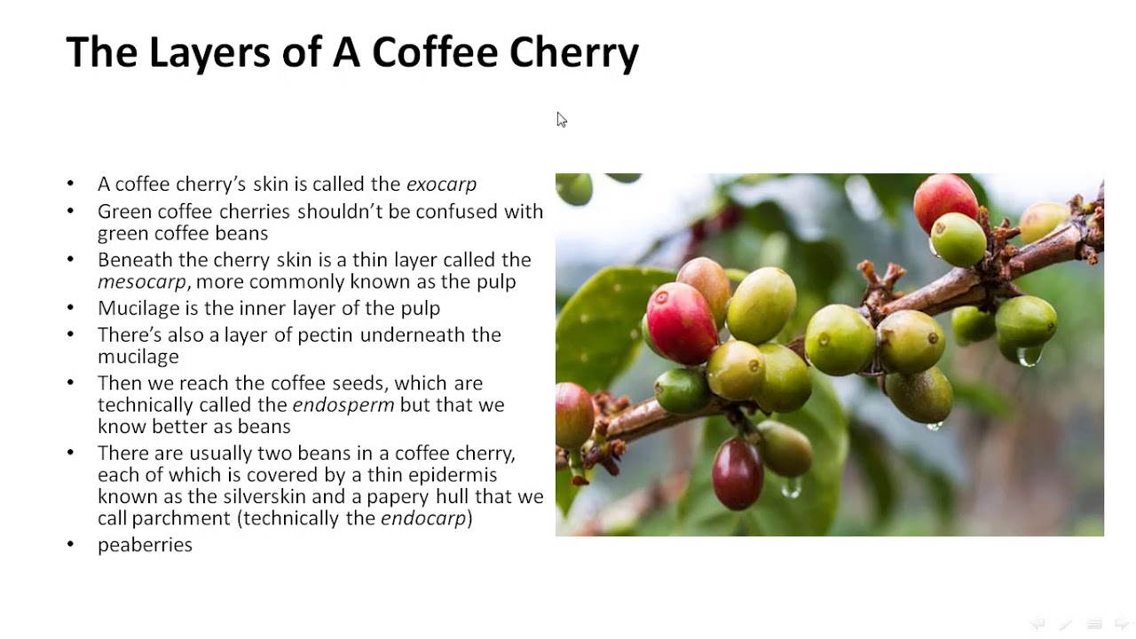 Episode #5: The Layers of A Coffee Cherry - YouTube