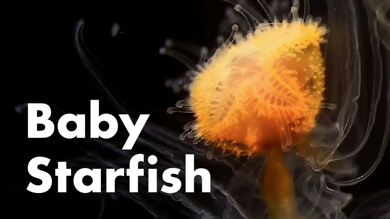How Are Starfish Born? - YouTube
