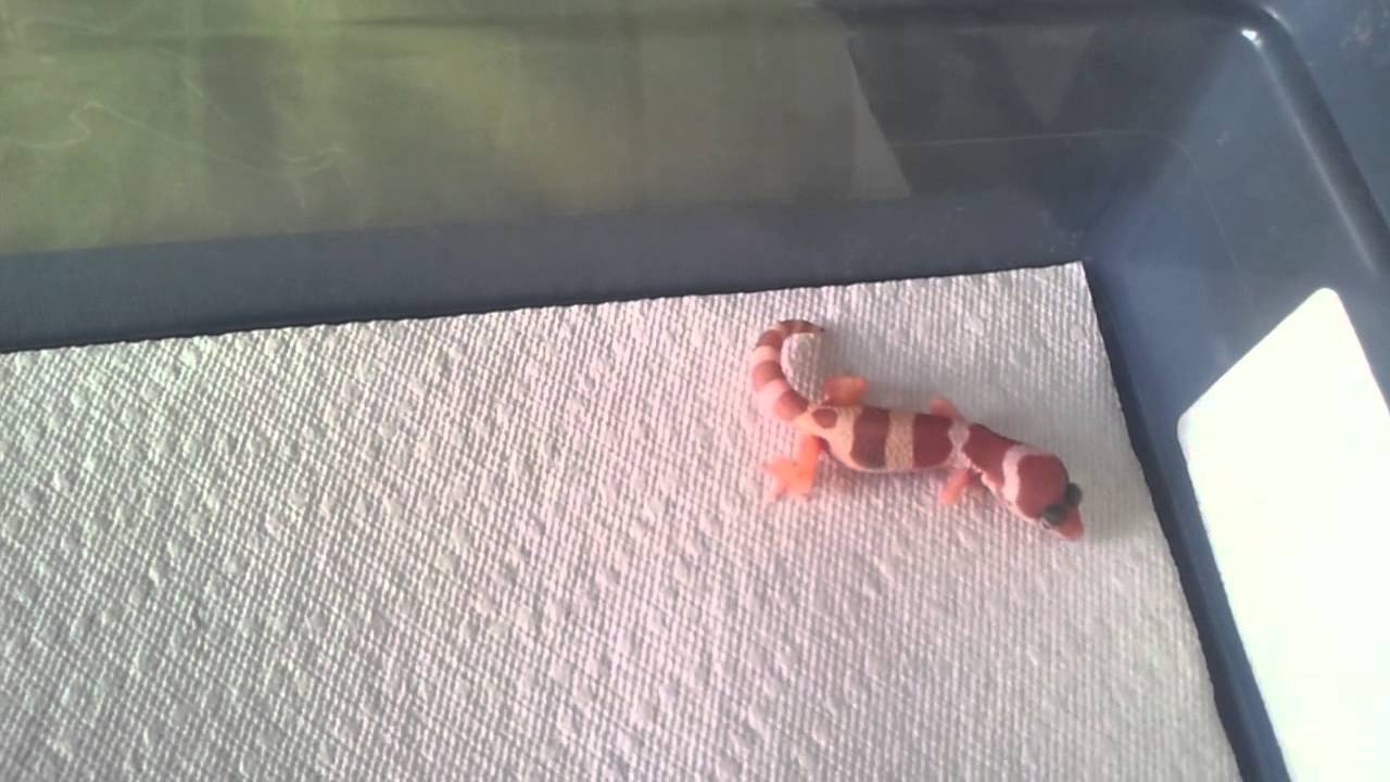 Leopard Gecko Hatchlings - YouTube