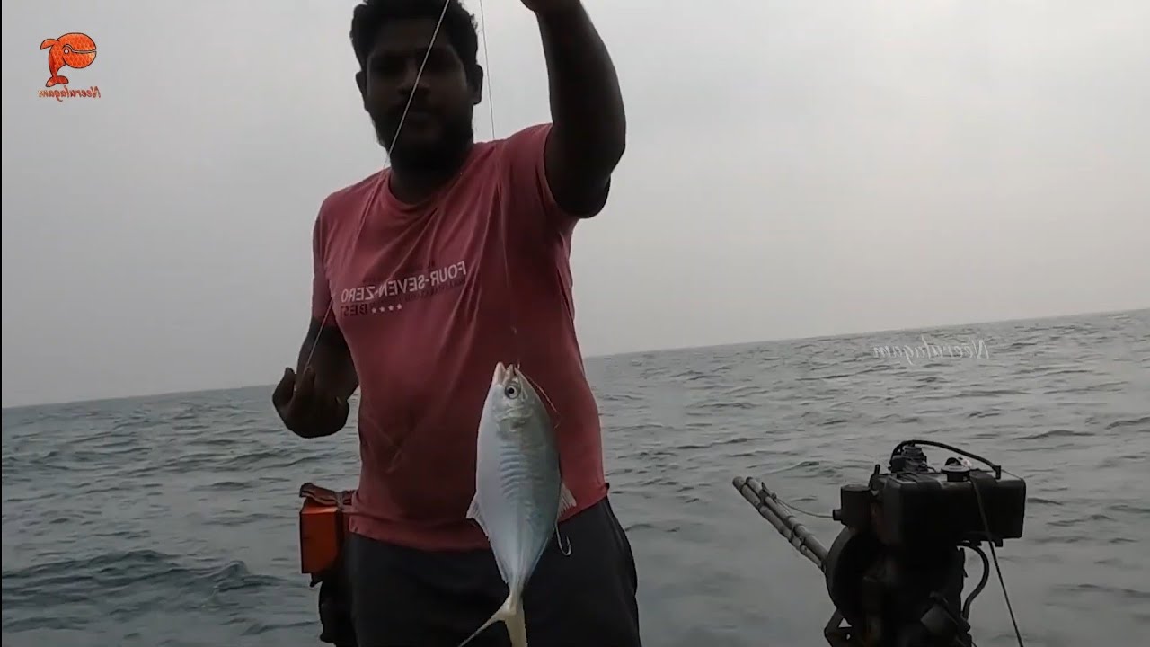 Catching Monster groupers and snappers using live bites - YouTube