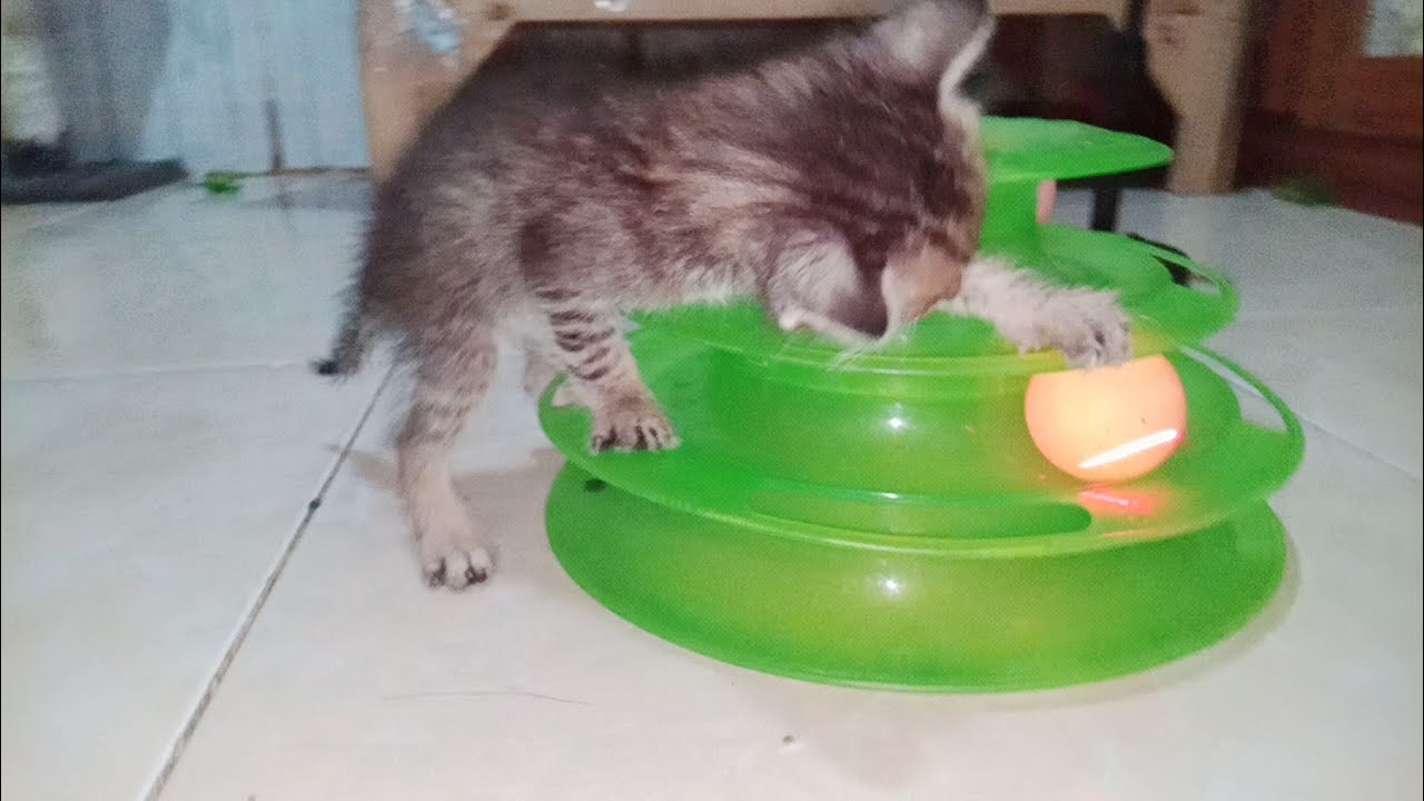Cute funny little kittens are adorable,they are playing - YouTube