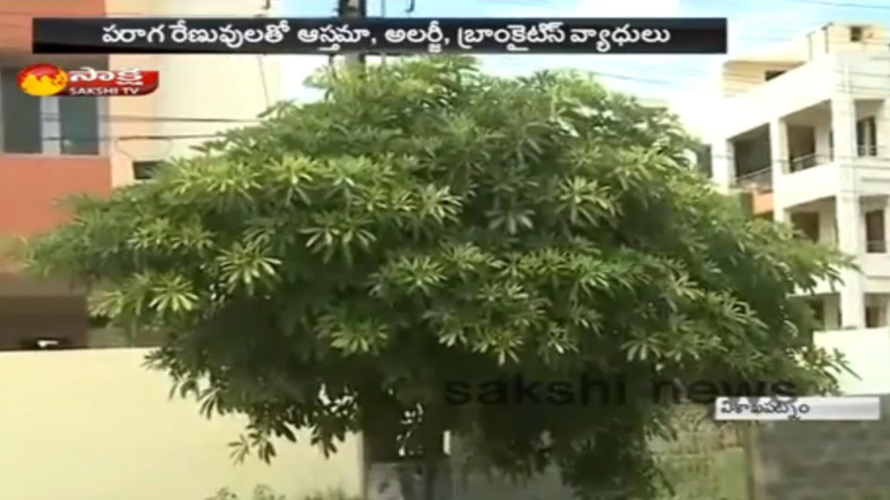 Be Alert || Devil Trees: Saptaparni or Seven-Leaf Tree Creates Health ...