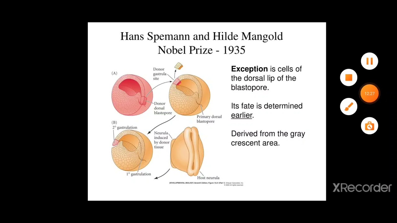 Transplantation experiments of Spemann and Mangold and chemistry of ...