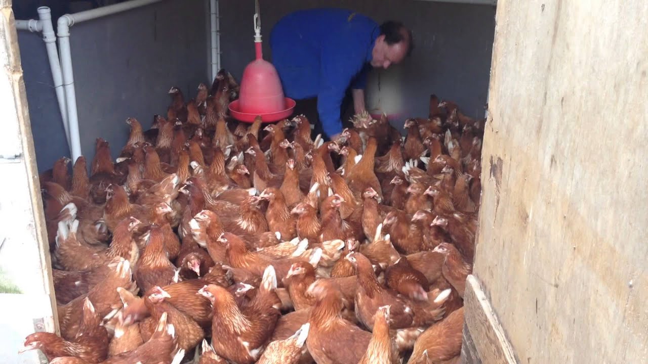 The chicken round up 12 08 2014 - YouTube