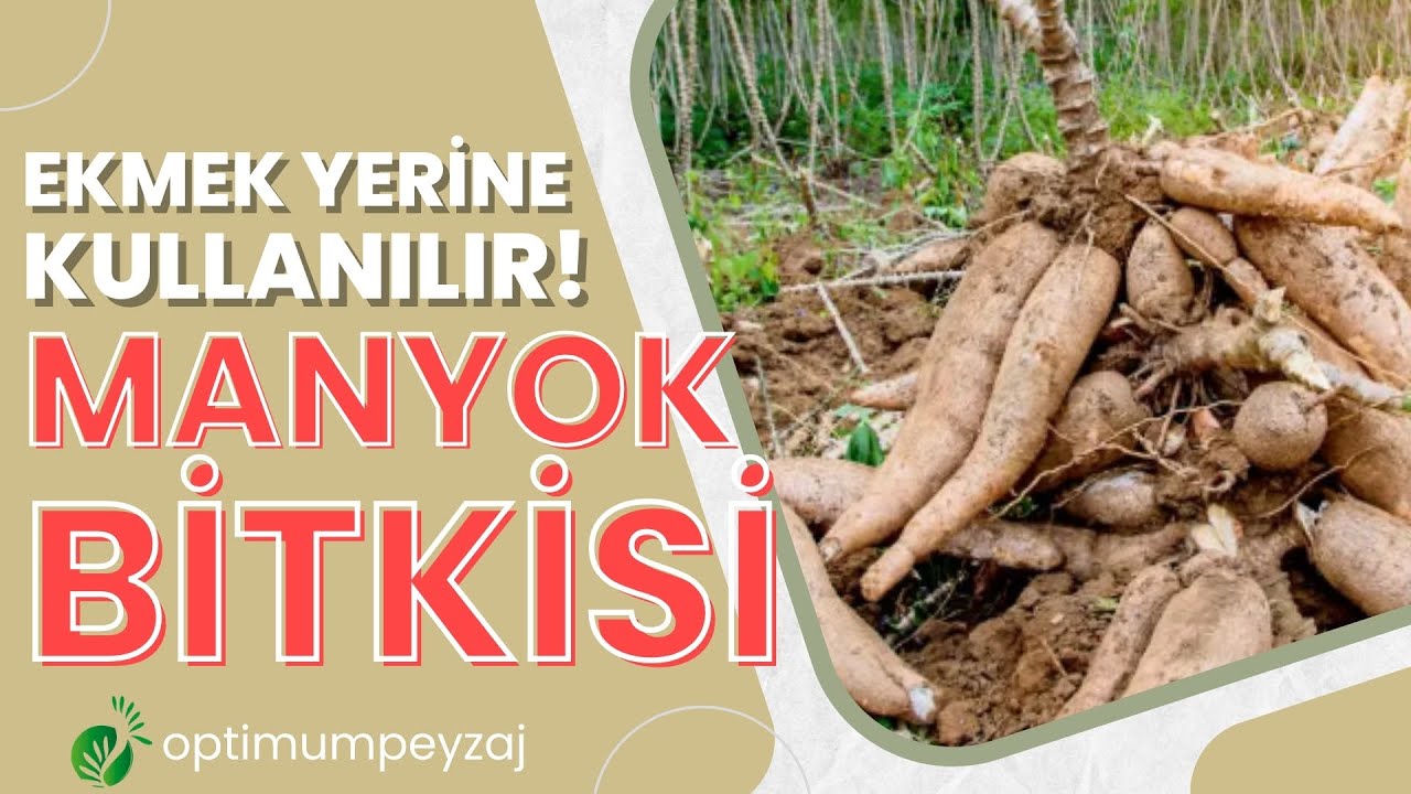 EKMEK YERİNE DE KULLANILIR ! MANYOK BİTKİSİ NEDİR? MANYOK BİTKİSİ NE ...