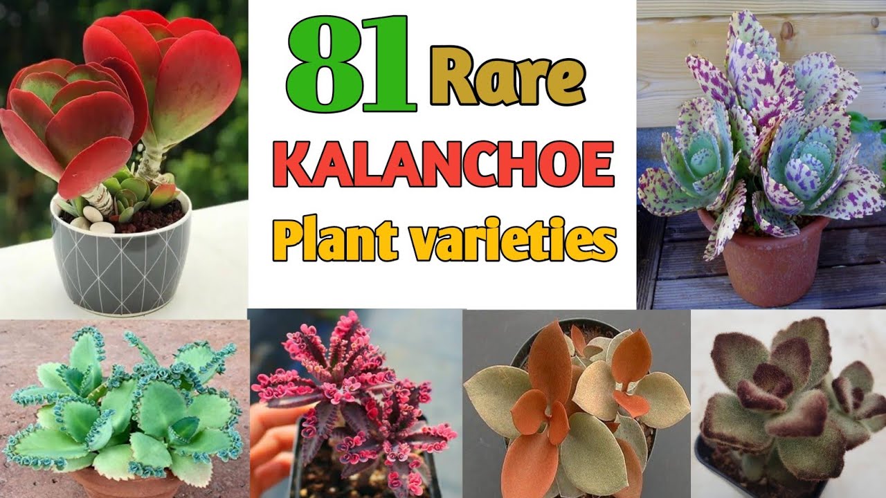 81 KALANCHOE SPECIES | Kalanchoe Plant Varieties | Plant and Planting ...