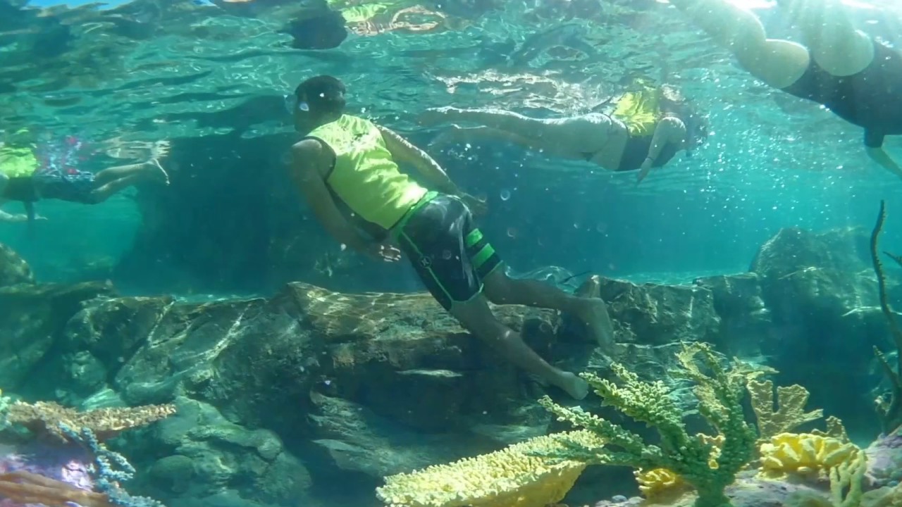 360 View of the Grand Reef | SeaWorld Orlando - YouTube