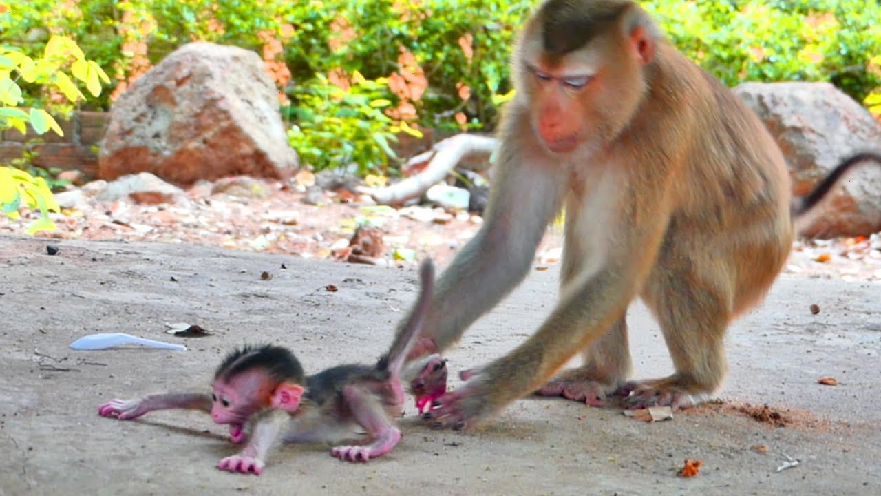 Mama SARIKA try to training baby SABA to walk - Baby SABA walk shaking ...
