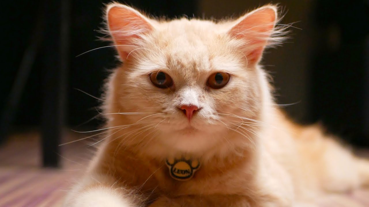 🔴🐾 🐱 Day 09A - Cats Kittens Nonstop Cutest Moments CCTV IP Camera - YouTube