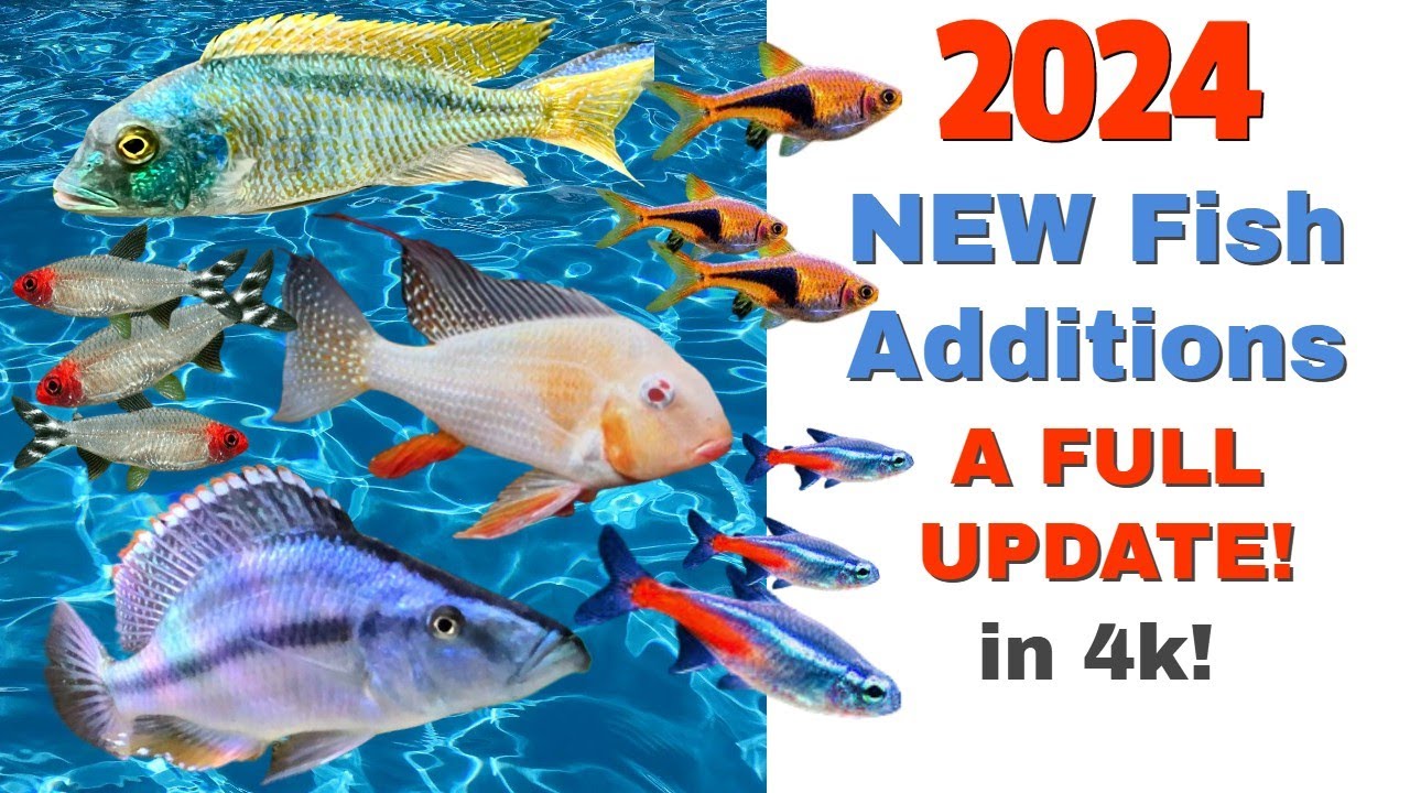 The FISH! *UPDATE on the FISH ADDED in 2024* - YouTube