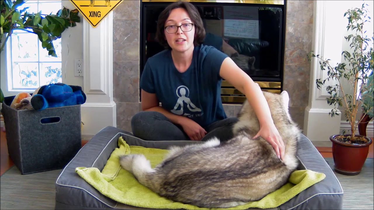 Gentle Massage for Back Pain in Dogs | Animal Massage - YouTube