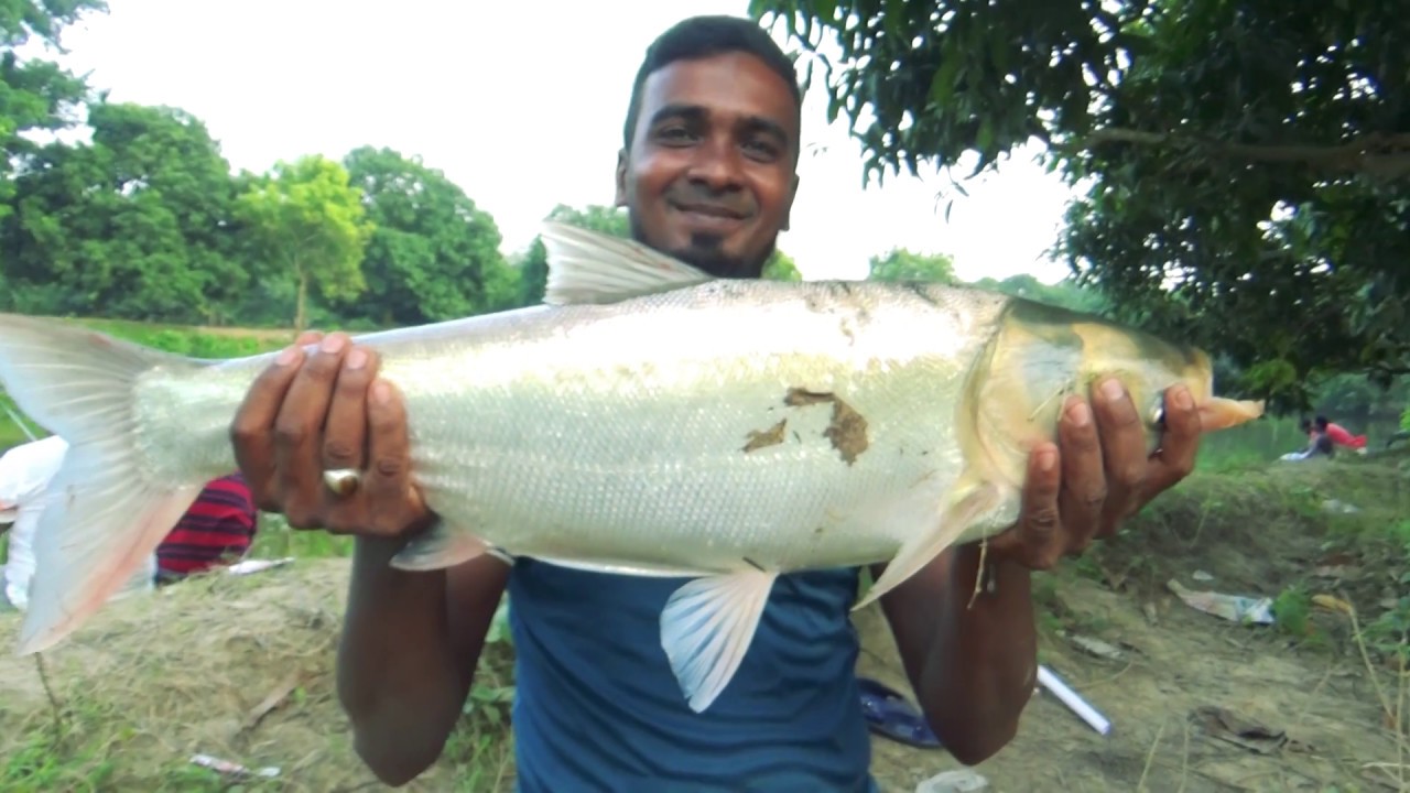 Bighead Carp Fishing Videos By Fish Watching - YouTube