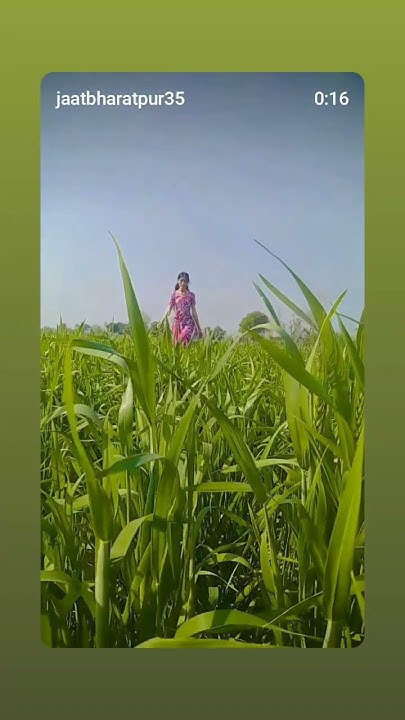 Hamare khet ke gehu - YouTube