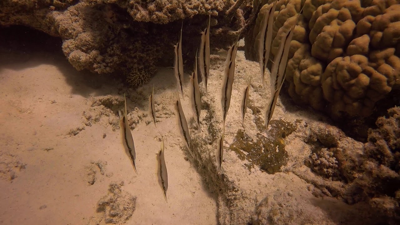 Poissons couteaux (07 03 2020) - YouTube