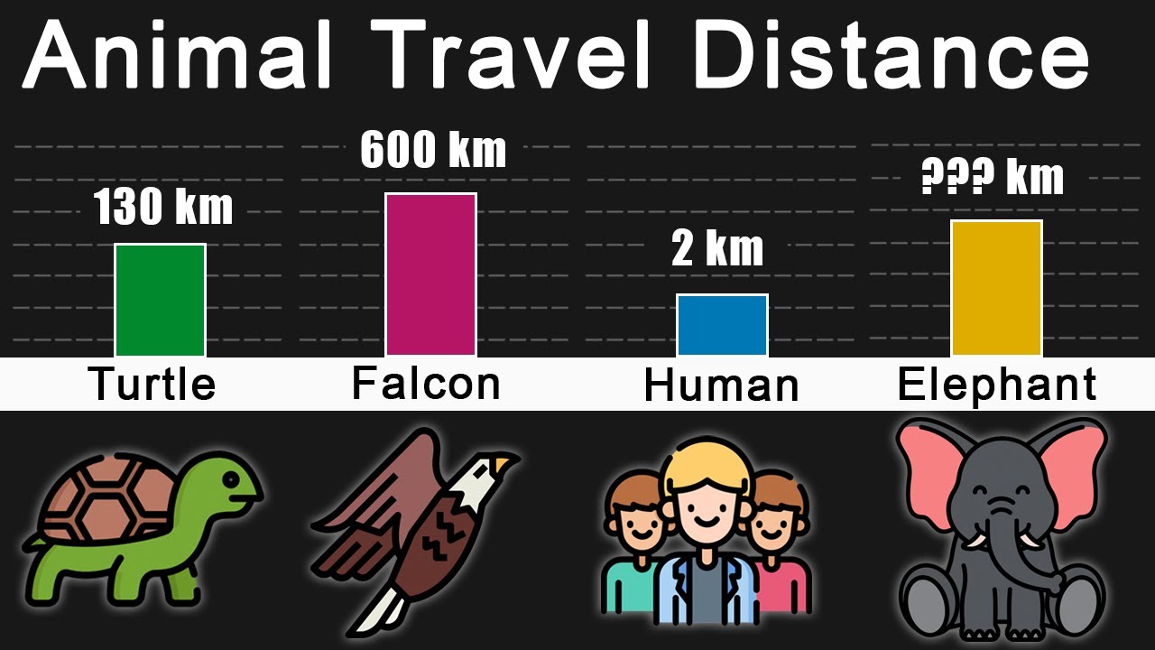 How Far Do Animals Travel Comparison | How long animal can travel in a ...