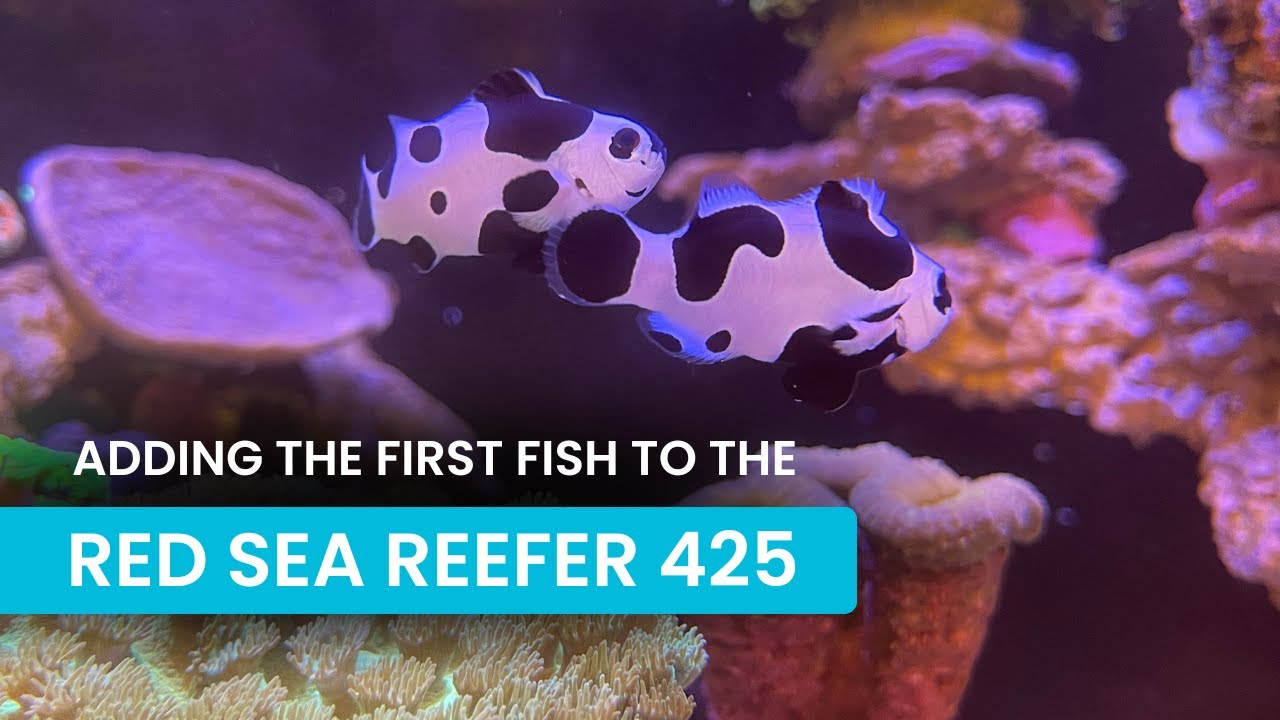 First Saltwater Fish for the Red Sea Reefer! 🐠 Reef Tank Setup & Tips ...
