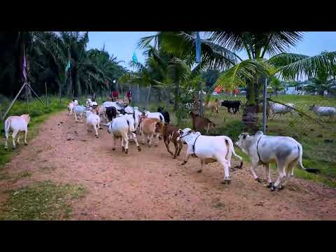 These Cows Will Make your Day Happier 🤗! The Shortest Cows In the World Jumping Around