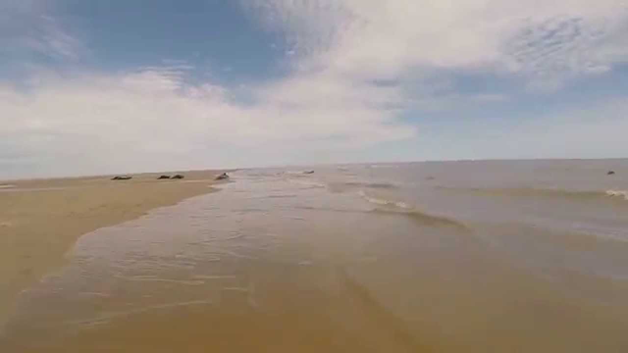 SALTFLEET SEALS - YouTube