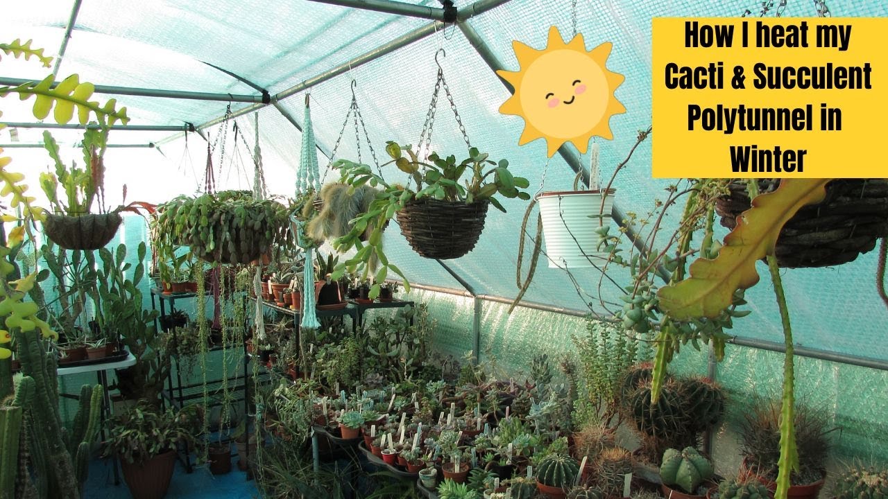 How I Heat my Cactus & Succulent Polytunnel in Winter #cacti #cactus # ...
