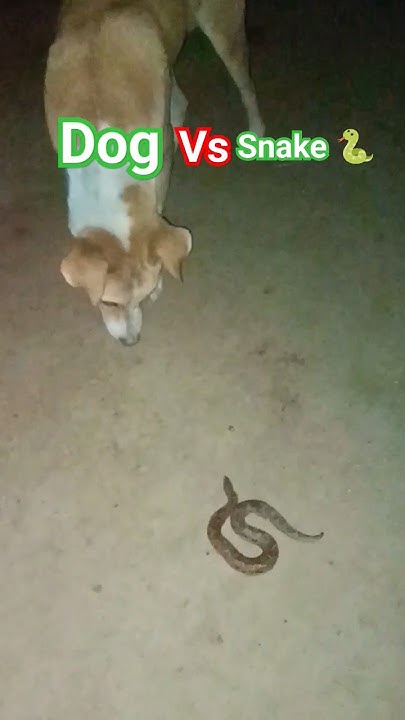 Dog vs snake 🐍#dog#doglover#dogvideo#trending🐍😭 - YouTube