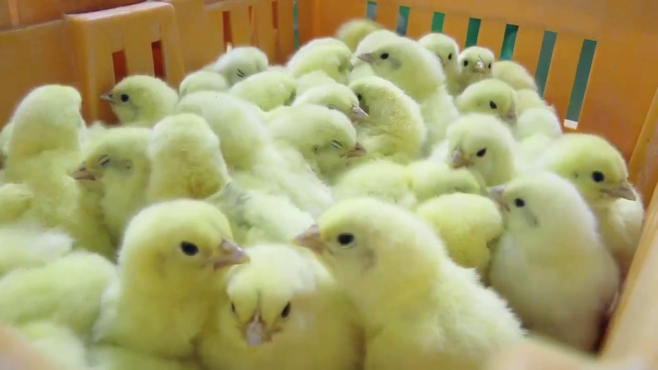 The Unbelievable Life of Baby Chicks - YouTube