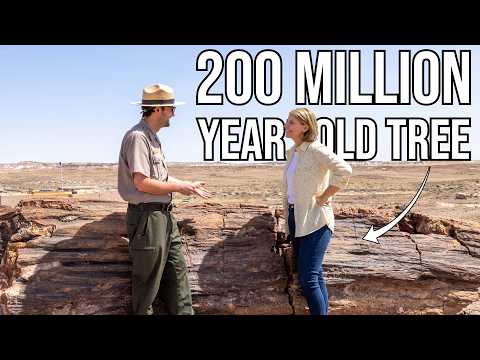 Petrified Forest National Park is Unlike Any Other Landscape