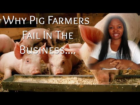 Why Most Pig farmers Fail In The Business - YouTube