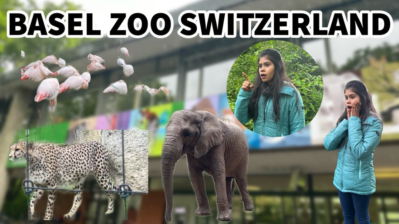 Basel Zoo | Switzerland 🇨🇭| Part-2 | Cheetah | Lion | Elephant | Rajay ...