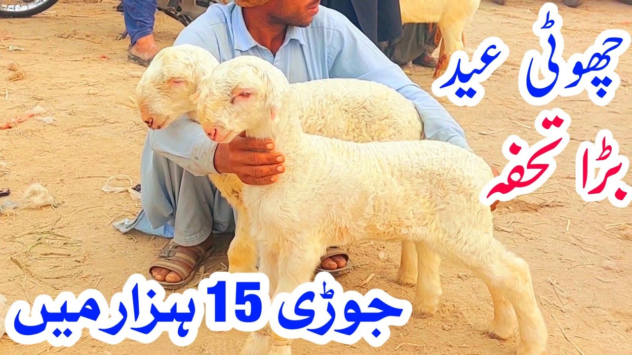 Mundra Market Mundri.Sheep Market 4 April2024 new update چھوٹی عید کے ...