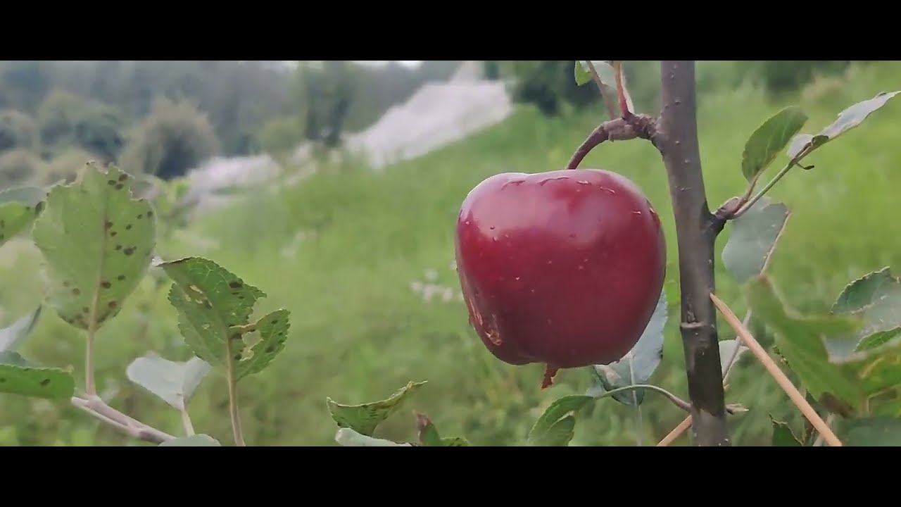 king rot on Root or seedling - YouTube