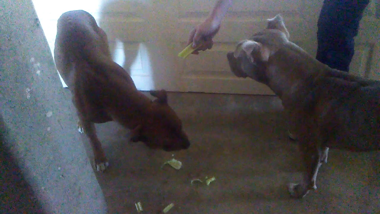 Celery lover - YouTube