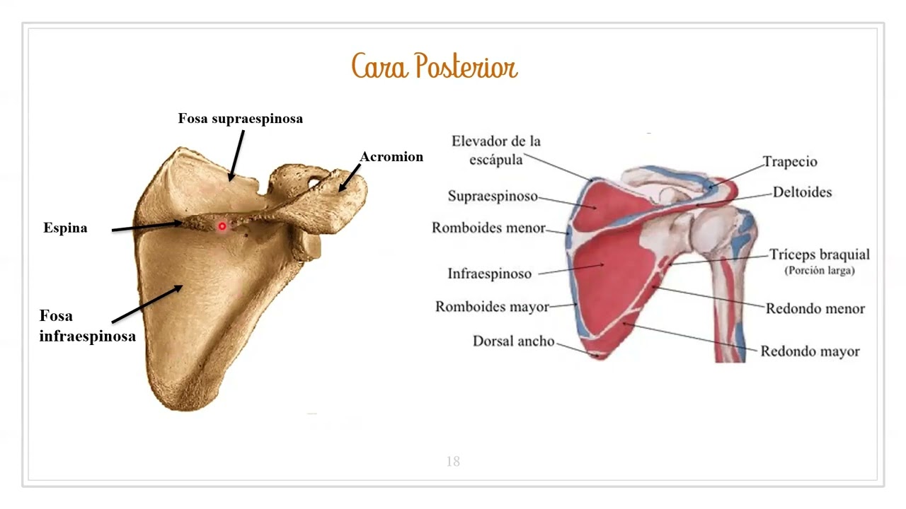 CLAVICULA,ESCAPULA Y HUMERO - YouTube