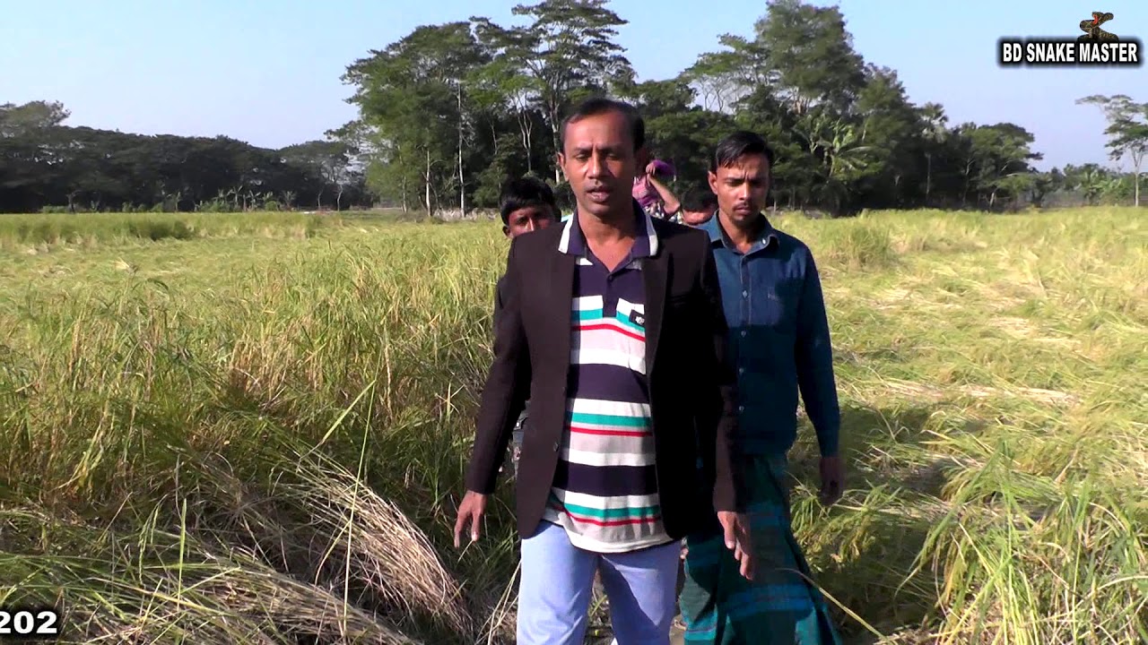 পটুয়াখালী রাজ্জাক বিশ্বাস এর সাপ ধরার লাইভ ভিডিও নতুন পর্ব - ২০ | এক্সক্লুসিভ | BD Snake Master ...