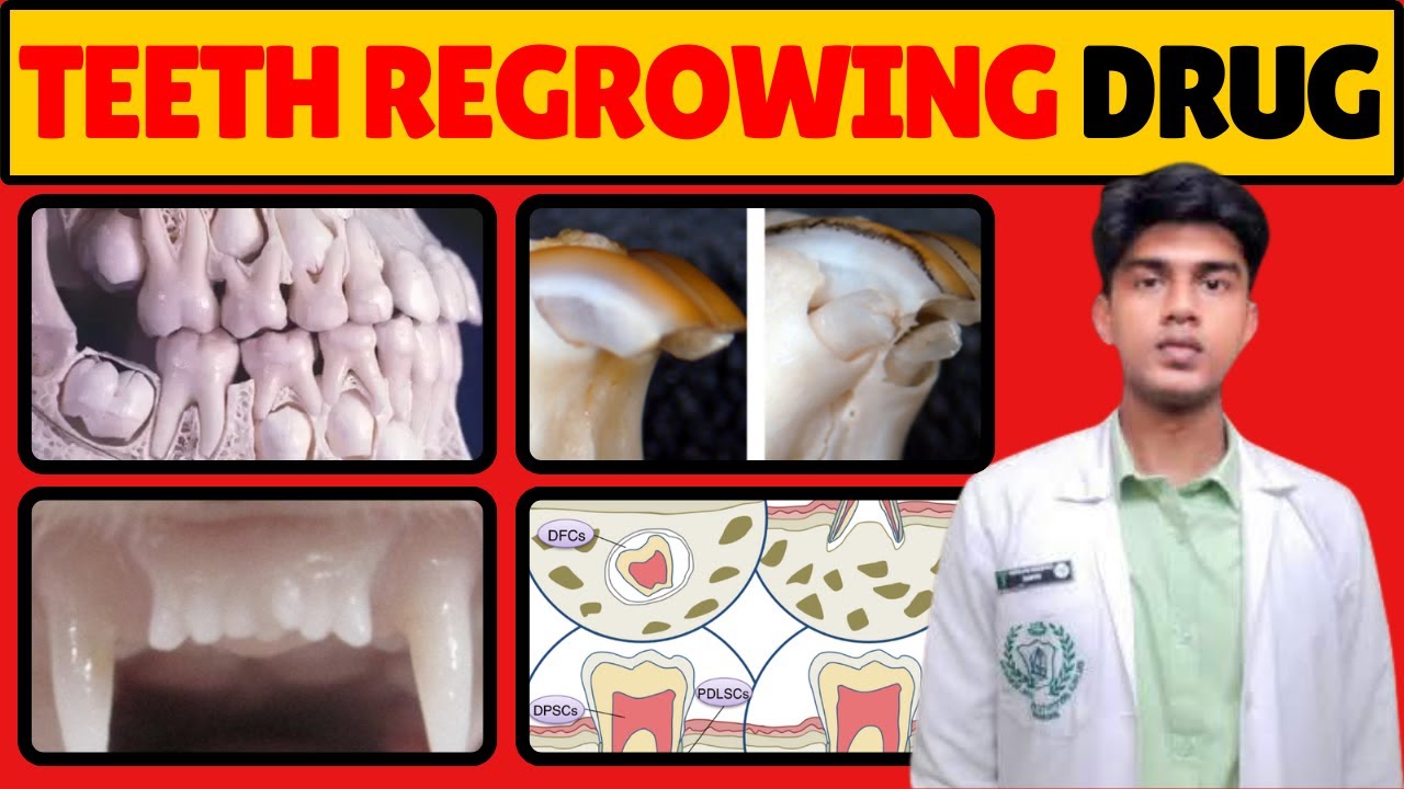 The World’s First Tooth-Regrowing Drug has been approved for human ...