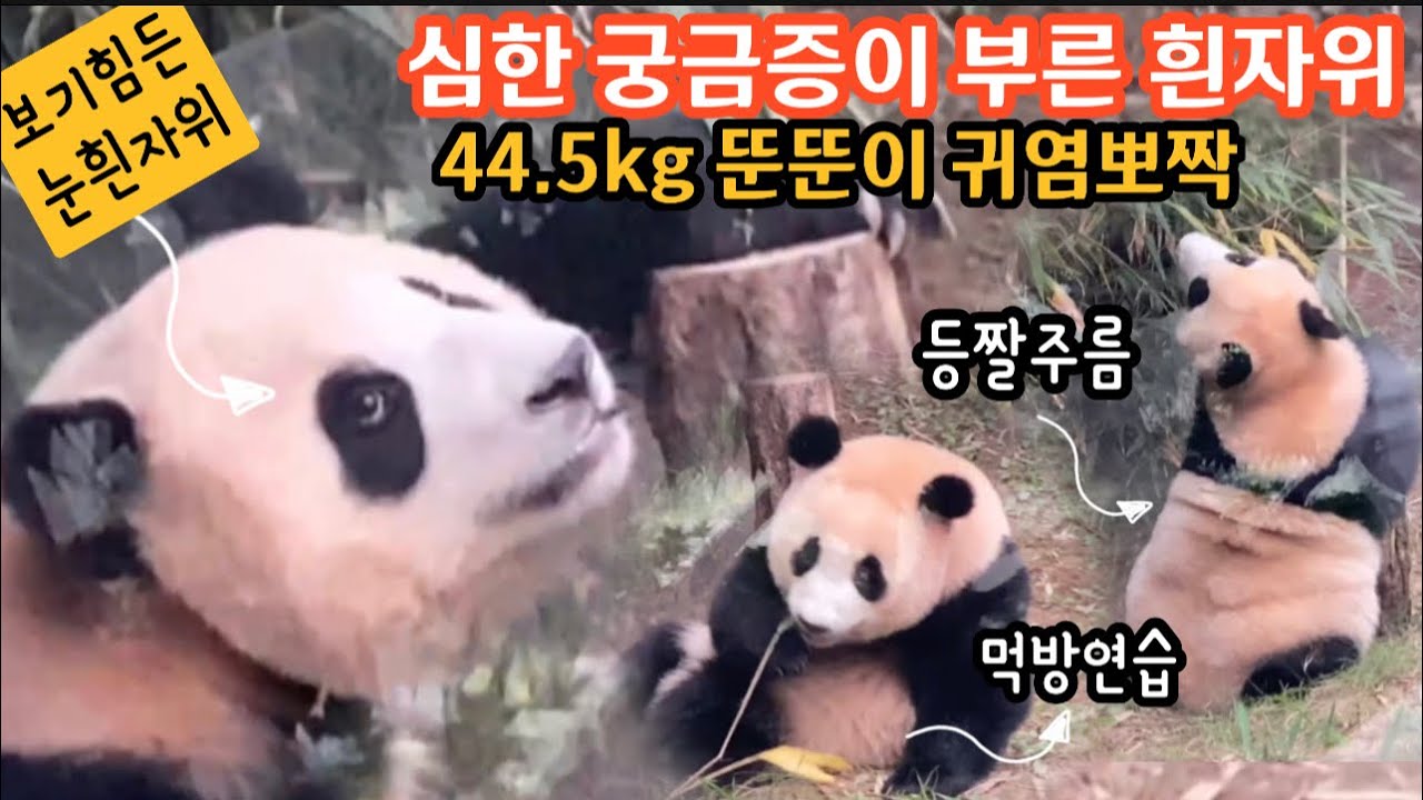 에버랜드 아기판다 푸바오 깐죽이 궁금이 눈 흰자위 445kg 뚠뚠이가 엄마 궁뎅이에 털썩 앉아 여유 ㅎ 등짤주름 최강귀요미 조경훼손 그만하고 대나무 폭풍 먹방