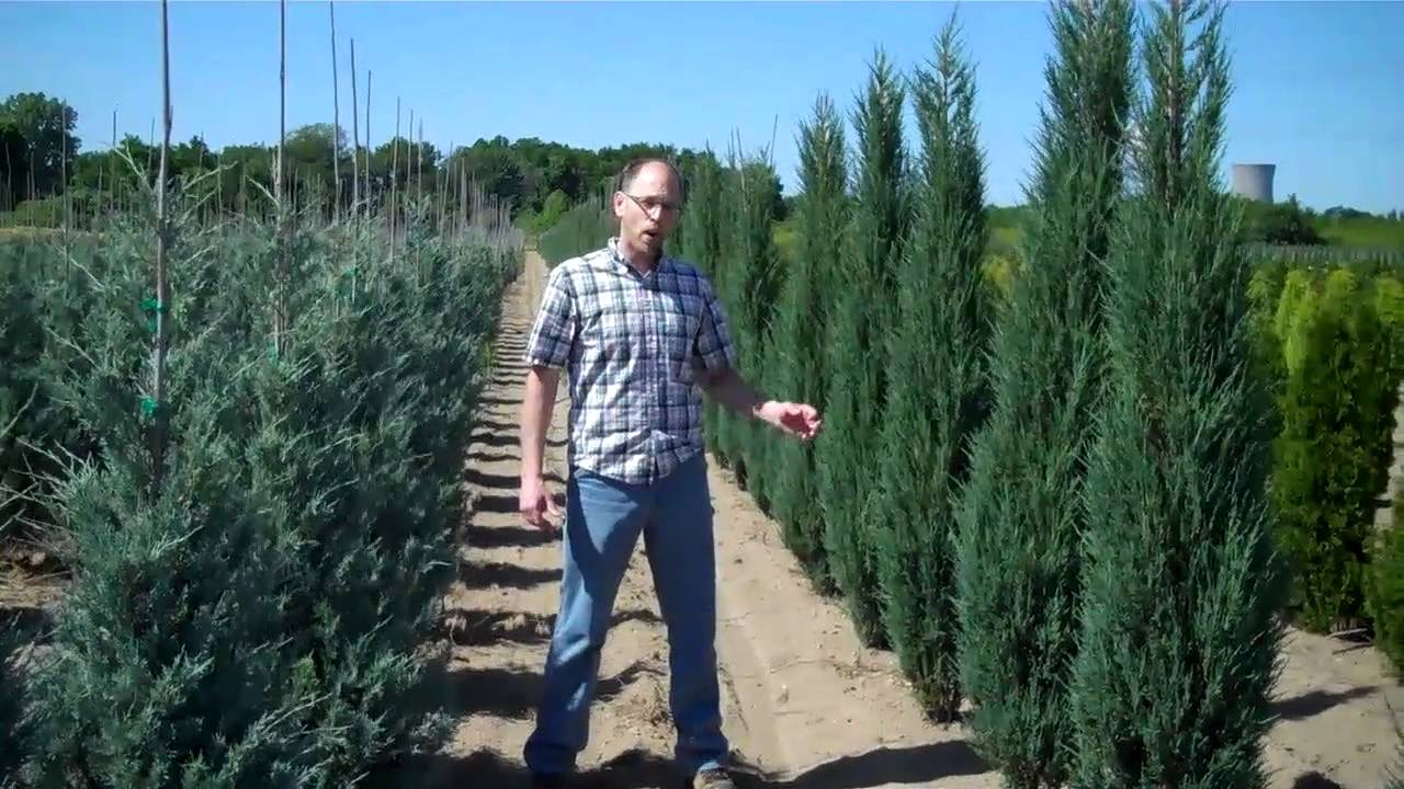 Thuja Nigra and Upright Junipers @ LCN - YouTube
