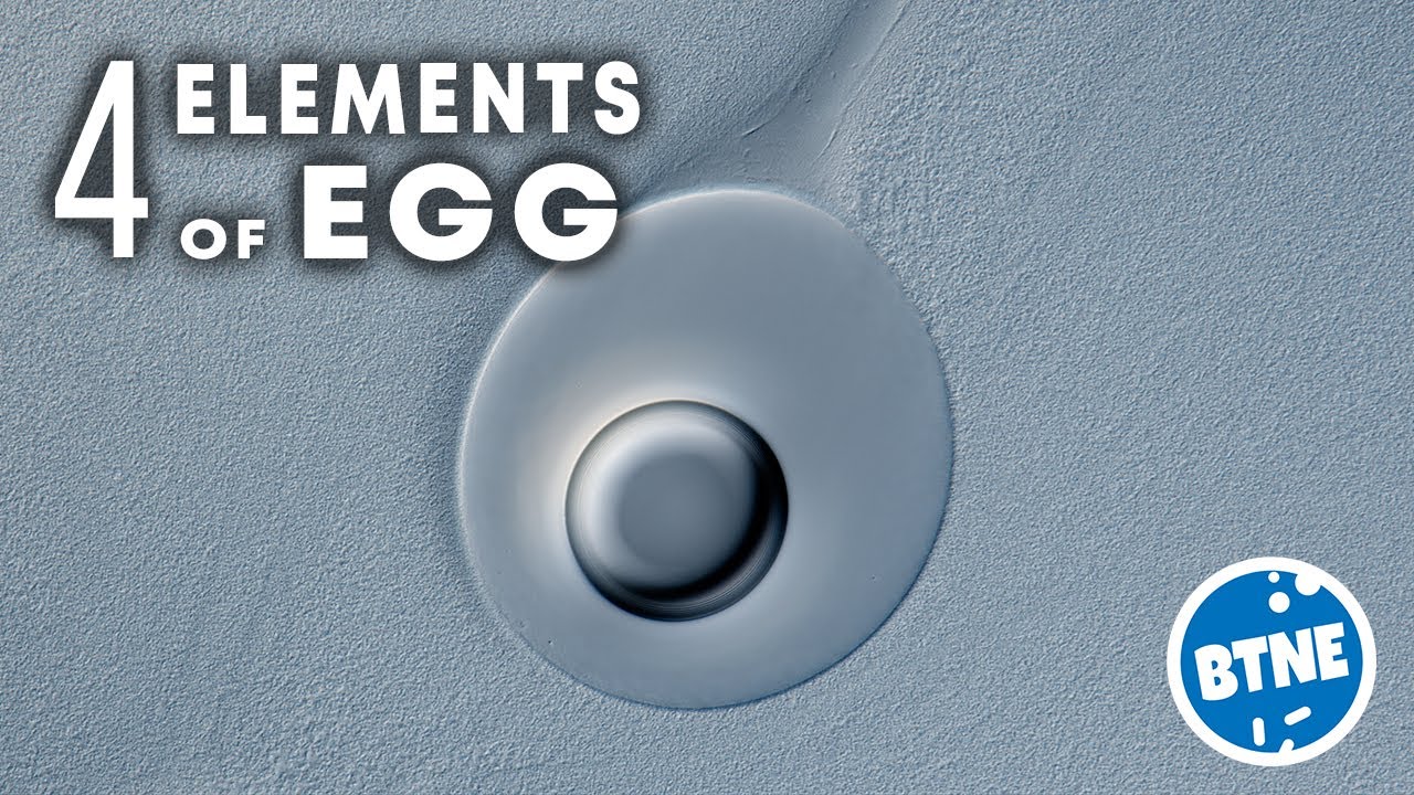 Chicken Egg Under The Microscope - Dark Field, Oblique Lighting and DIC ...