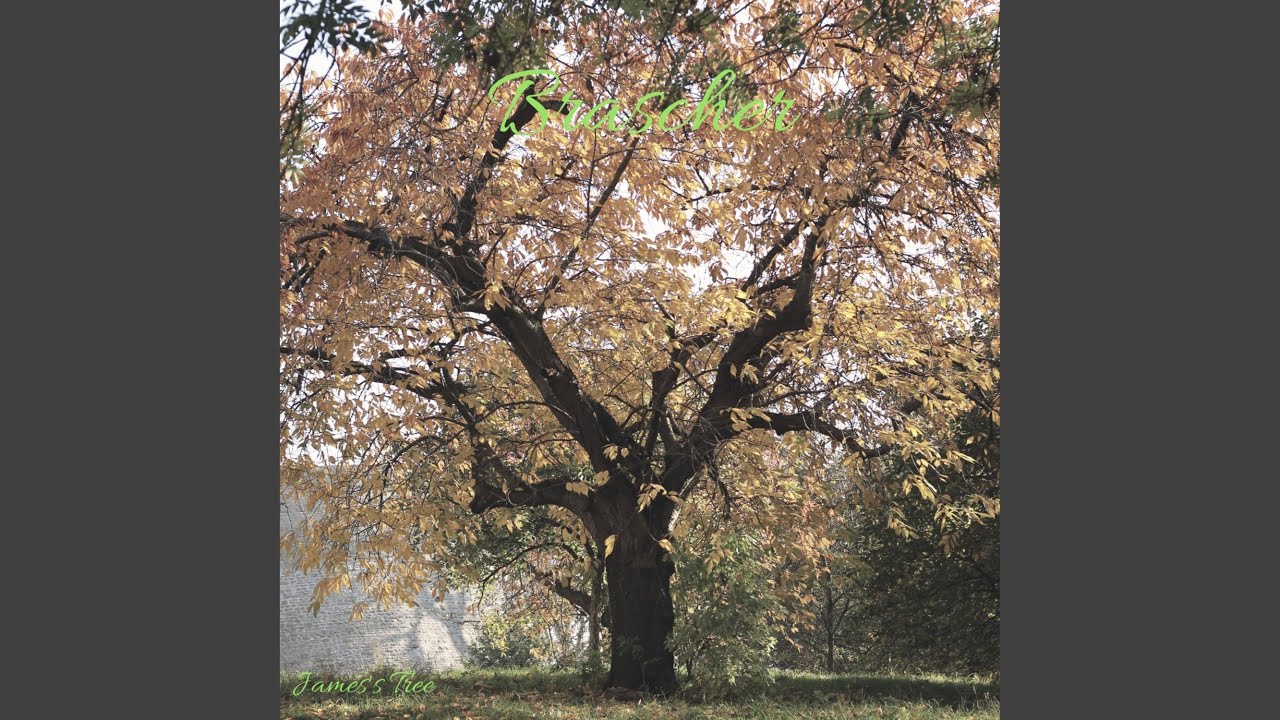 James's Tree - YouTube