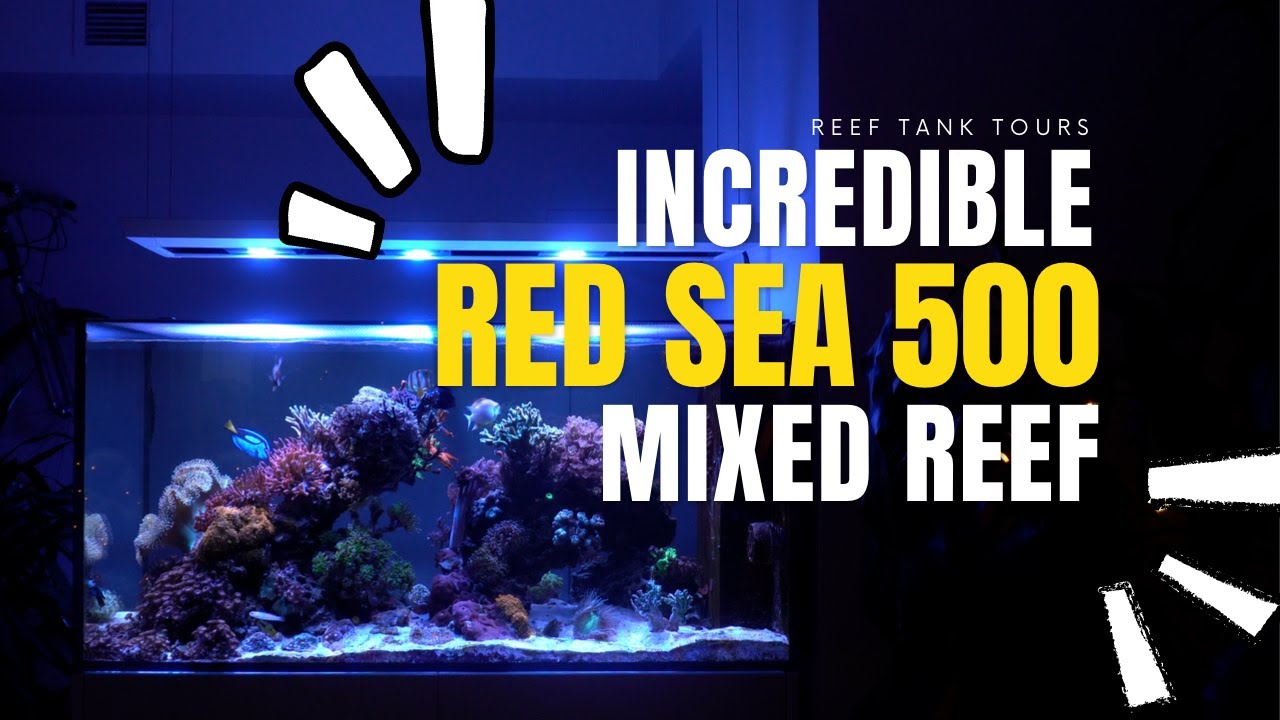 Incredible Red Sea Reefer 500 Mixed Reef Aquarium - Canadian Reef Tank Tours - Marie B C - YouTube